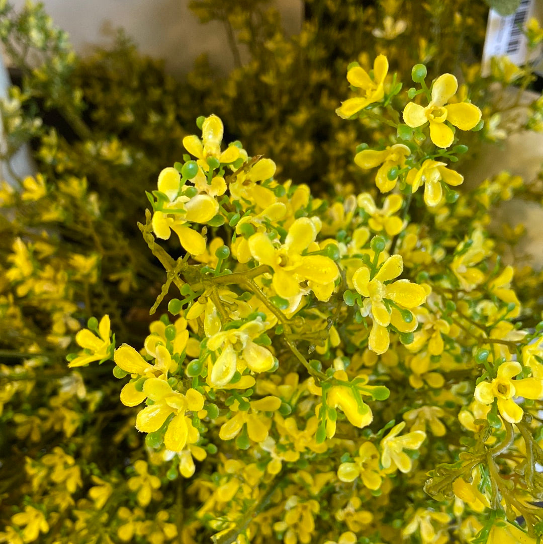 21.5" Yellow Sweet Veronica Bush X 11 – Season2Season